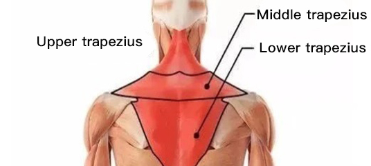 News - A Massager That Can Massage the Trapezius Muscle?